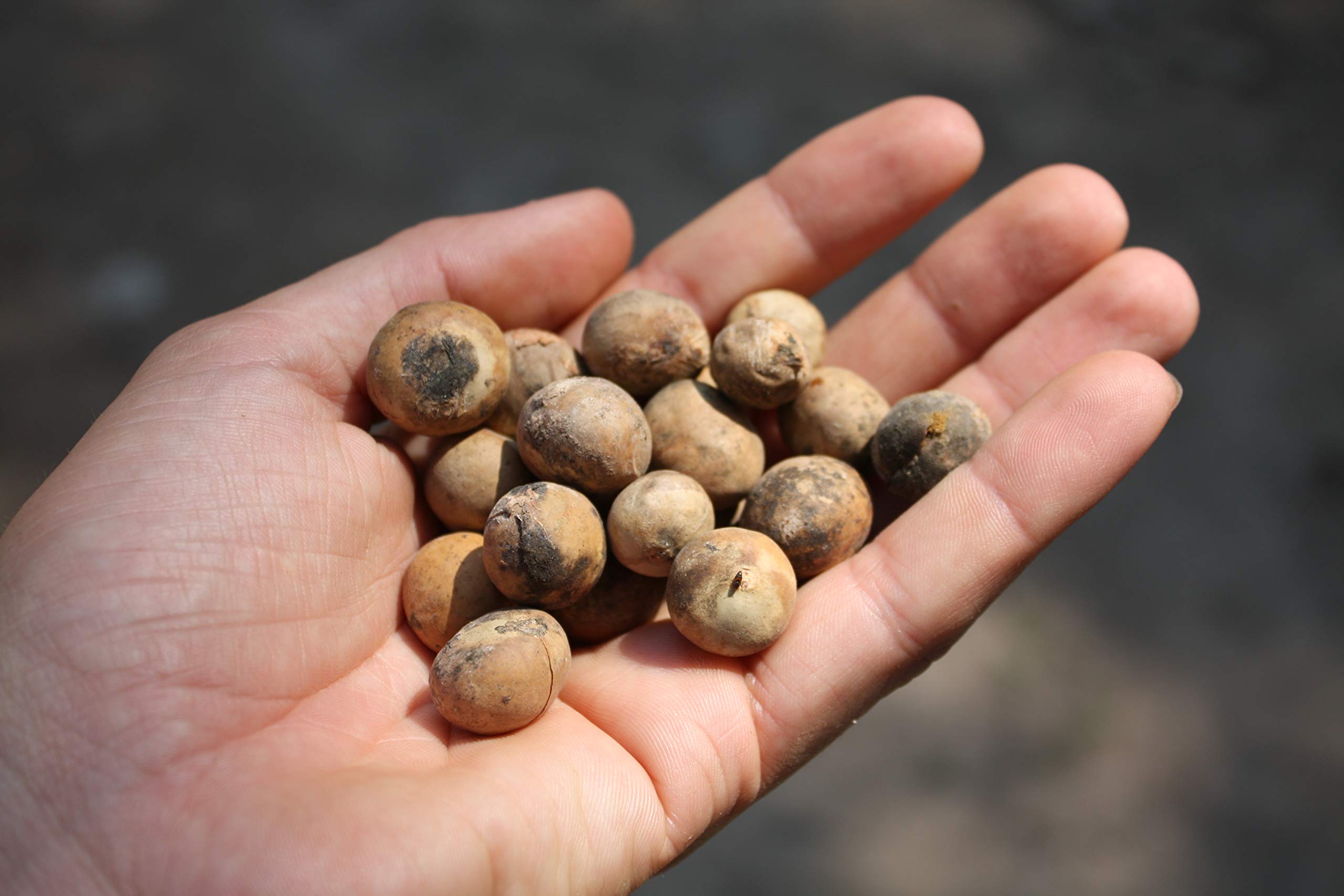 Infusión de Semilla de Capomo: Una alternativa saludable y deliciosa a ...